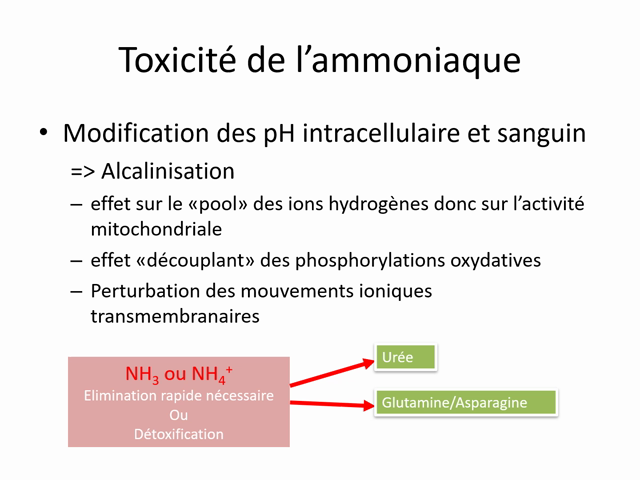- Métabolisme Des Acides Aminés Partie 2