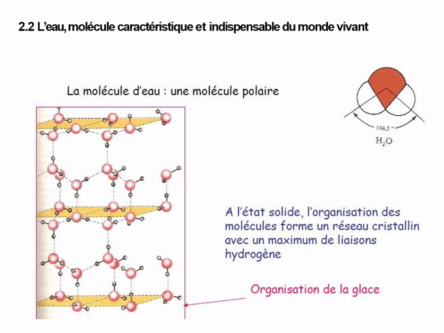 - Molécules Organiques Et Inorganiques