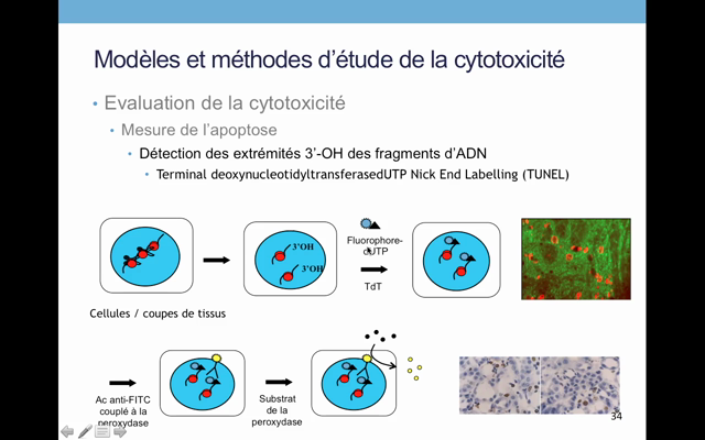 - Tcm_5_Modèles Et Méthodes D'Étude De La Cyto…