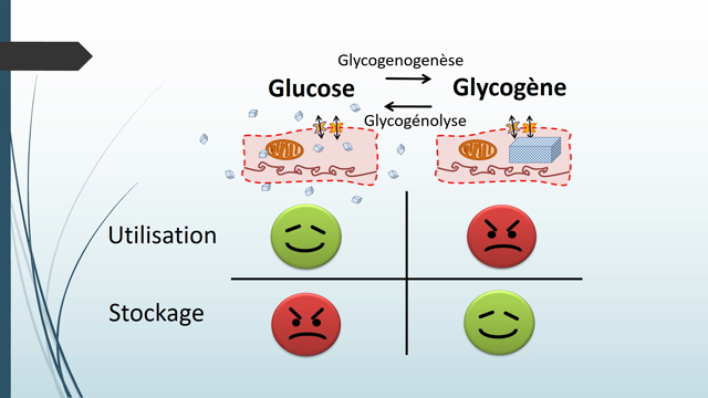 - Hypoglycémie Commentée (Demiselle)