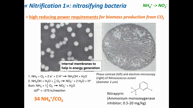 - Microbial Nitrogen Cycle (End), Sulfur Cycle…