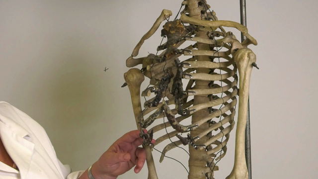 - Svt 08 Dissection : Intégration Des Fonction…