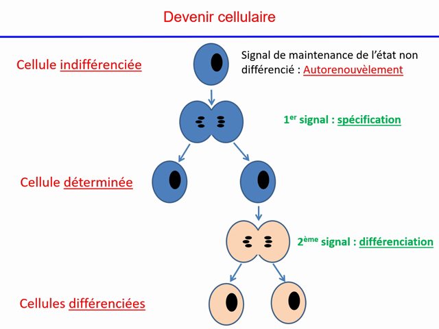 - Cm Ue3 Vie Cellulaire Cellules Souches Diffé…